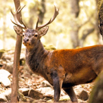 Trentamila cittadini per difendere il cervo sardo - Il Manifesto ...